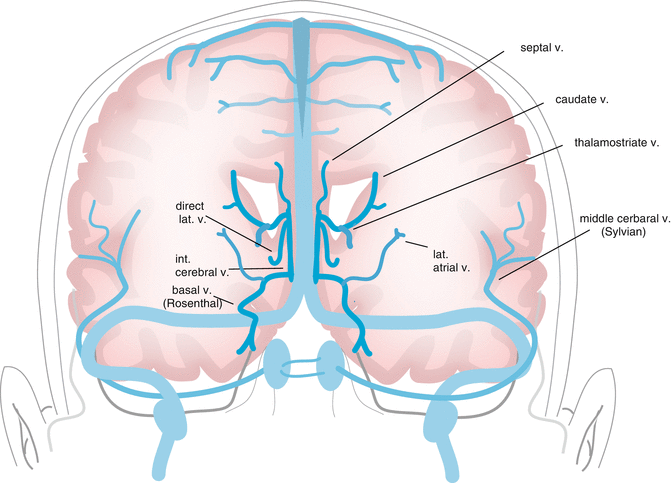 Cranial Venous Anatomy | SpringerLink