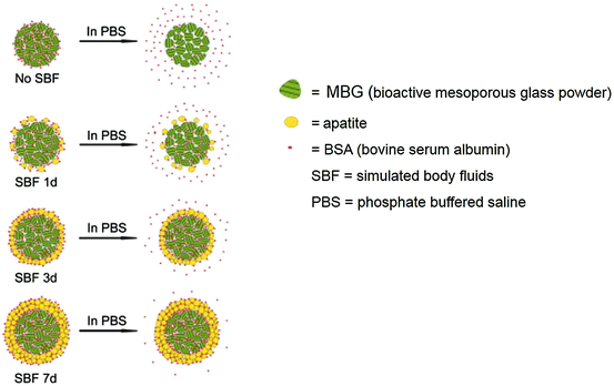 Bioactive Glass/Polymer Composites for Drug Delivery | SpringerLink