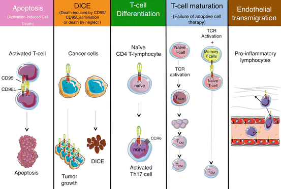 Atypical Immune Functions of CD95/CD95L | SpringerLink