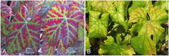 Grapevine leafroll-associated virus 3 | SpringerLink