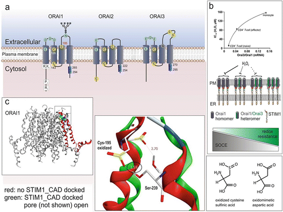 The STIM-Orai Pathway: Regulation of STIM and Orai by Thiol ...