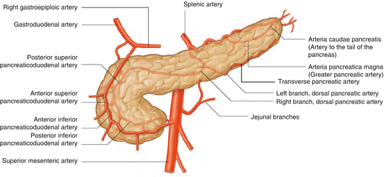 Anatomy of the Pancreas and Biliary Tree | SpringerLink
