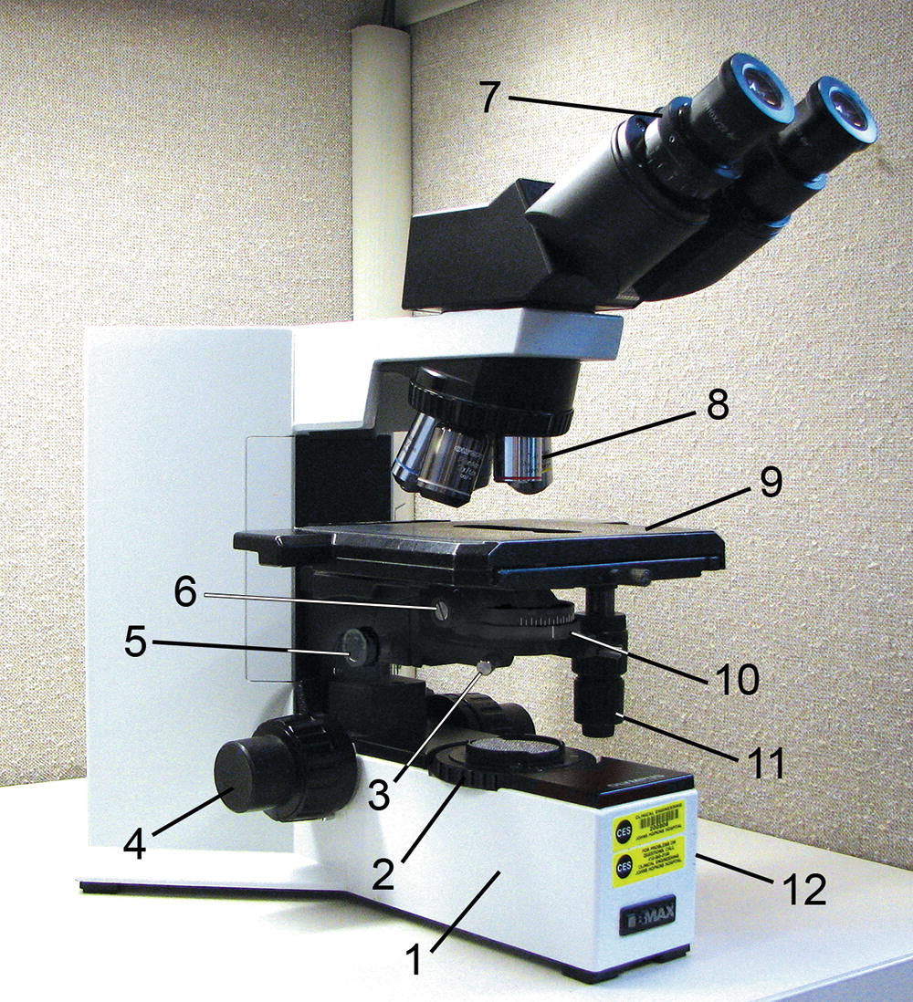 Using the Microscope | SpringerLink