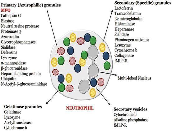 Myeloperoxidase (MPO): Do We Need Inhibitors? | SpringerLink