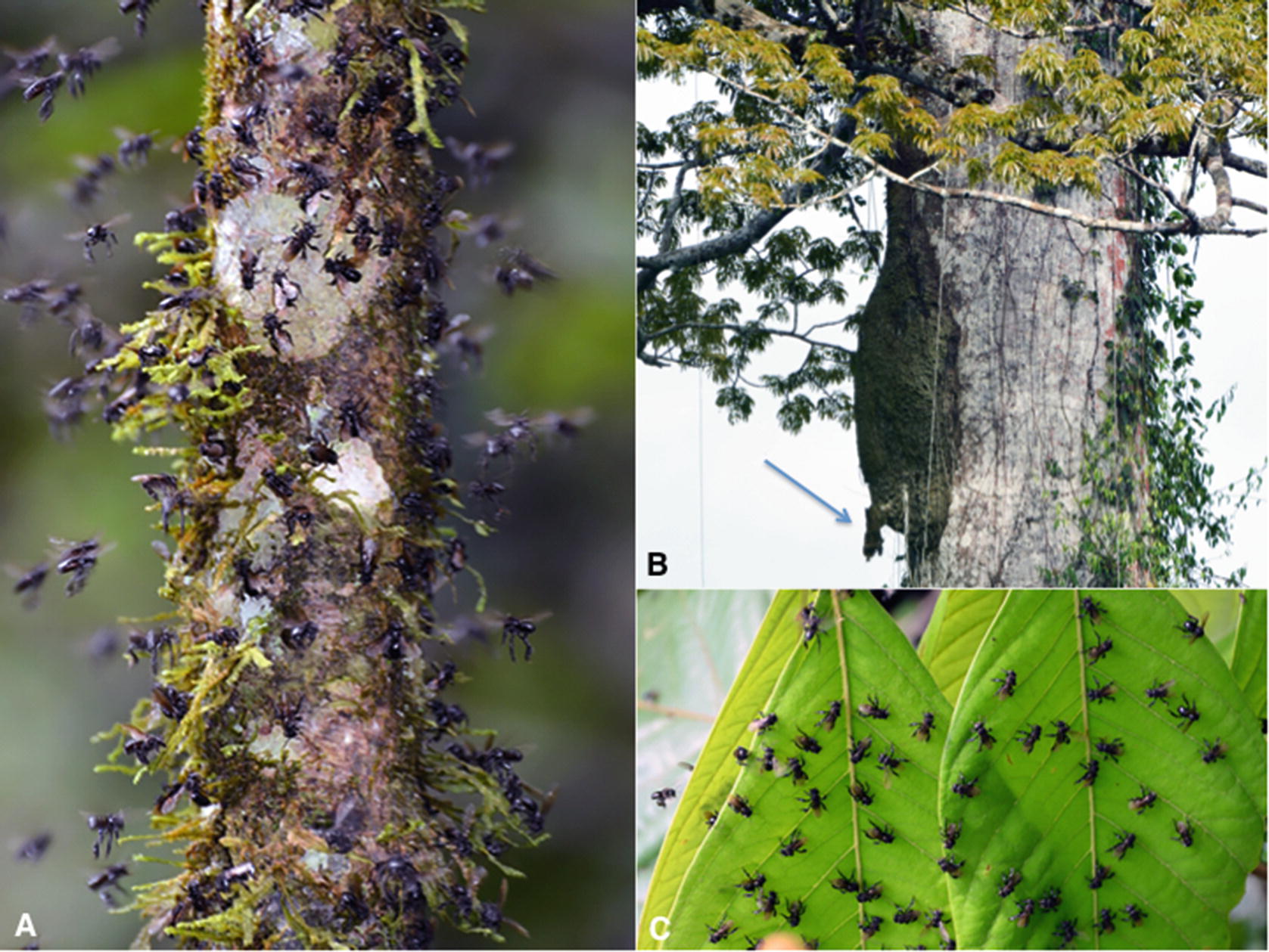 100 Species of Meliponines (Apidae: Meliponini) in a Parcel of Western ...
