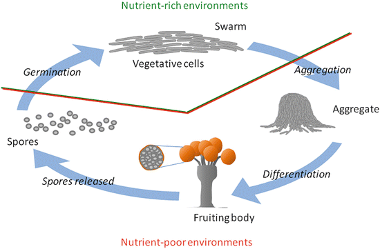 The First Multicellular Organisms | SpringerLink