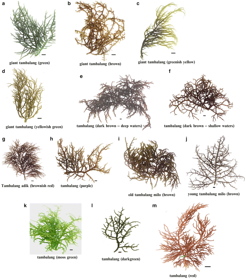Biodiversity, Biogeography and Molecular Genetics of the Commercially ...