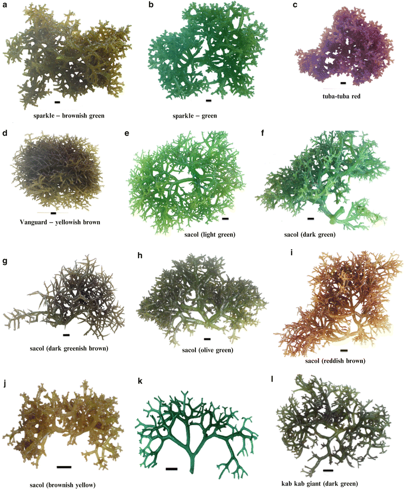 Biodiversity, Biogeography and Molecular Genetics of the Commercially ...