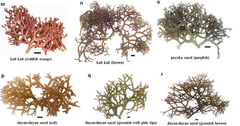 Biodiversity, Biogeography and Molecular Genetics of the Commercially ...