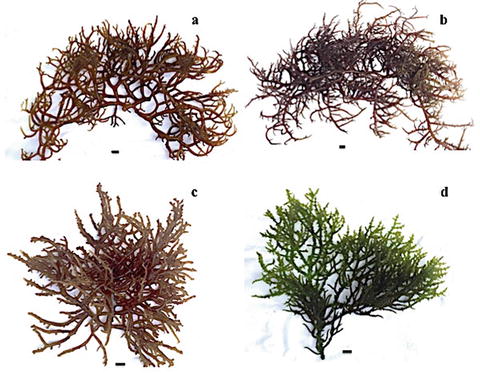 The Cultivation of Kappaphycus and Eucheuma in Tropical and Sub ...