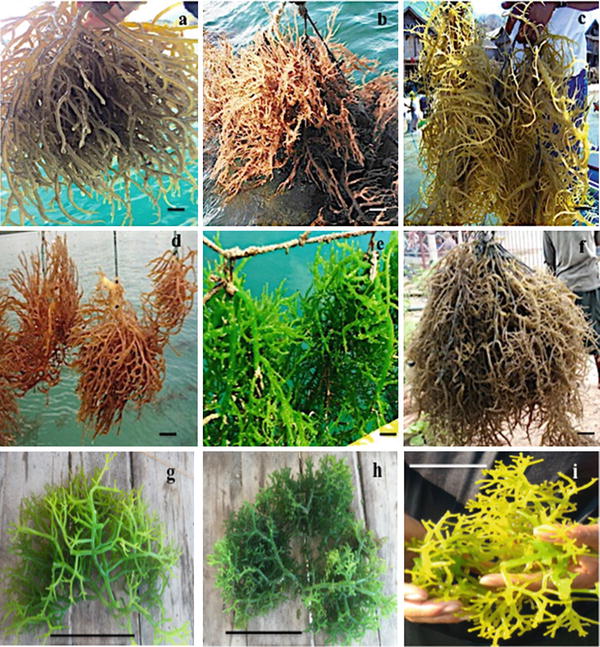 The Cultivation of Kappaphycus and Eucheuma in Tropical and Sub ...