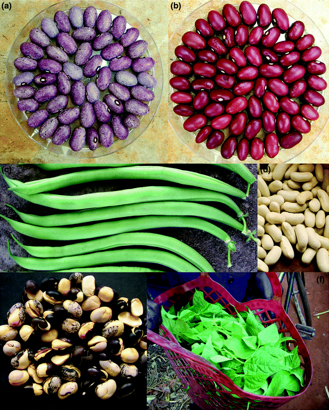 Common Bean: Economic Importance and Relevance to Biological Science ...