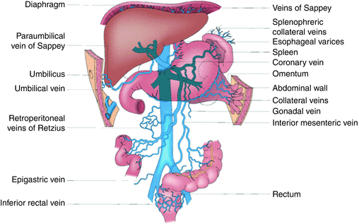 Physiology and Anatomy of the Liver | SpringerLink