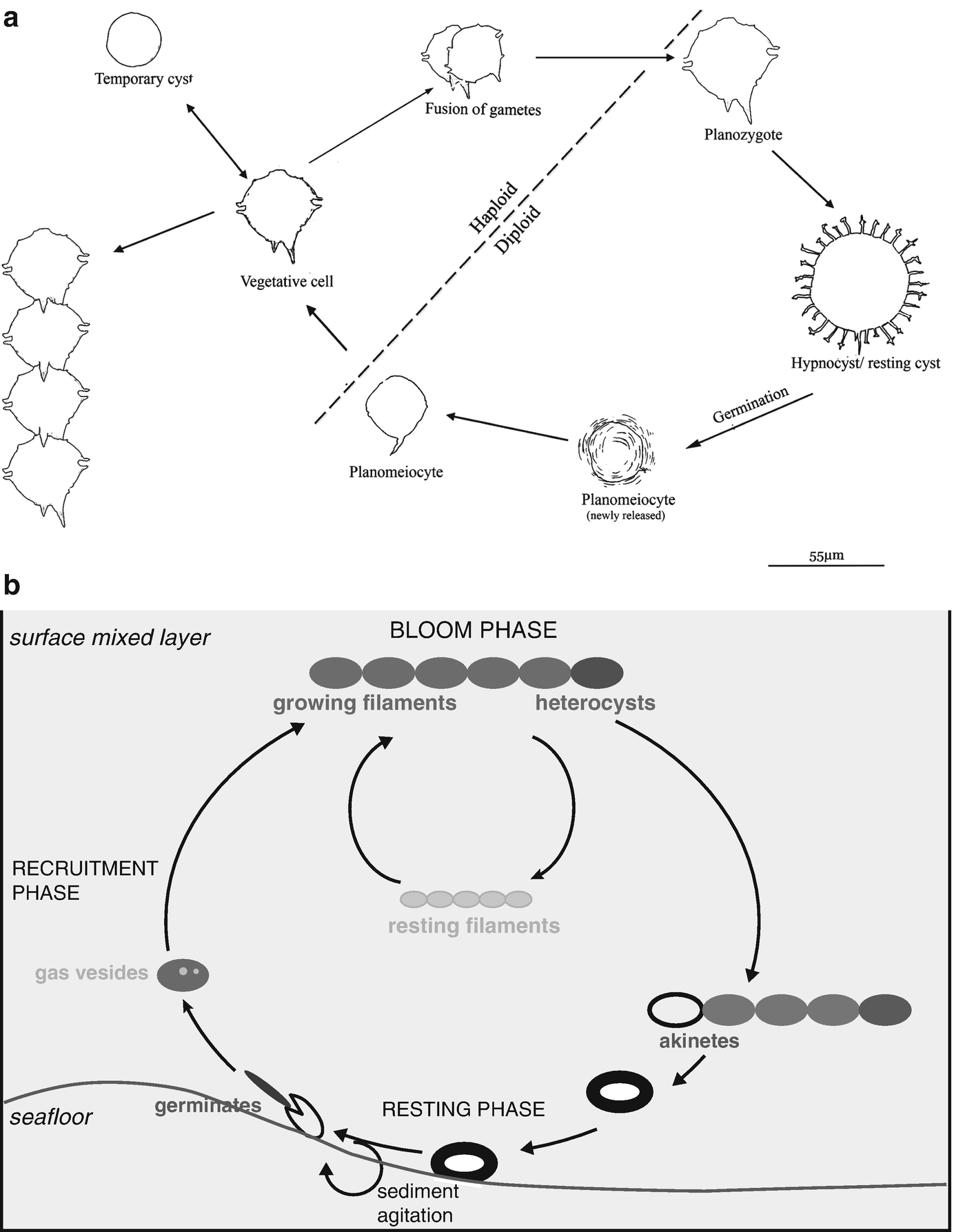 The Role of Life Cycle Characteristics in Harmful Algal Bloom Dynamics ...
