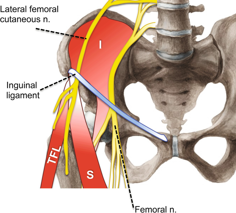 US-Guided Nerve Blocks: Procedure Technique | SpringerLink