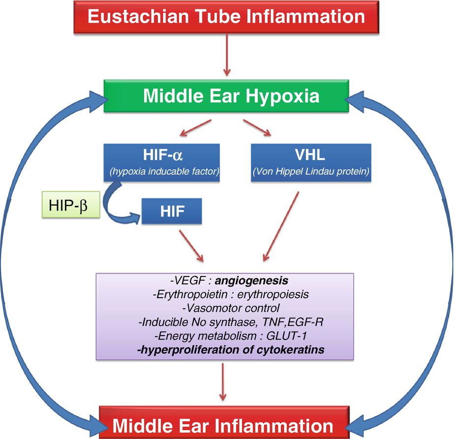 Chronic Suppurative Otitis Media (CSOM): A Middle Ear Mucosal Disease | SpringerLink