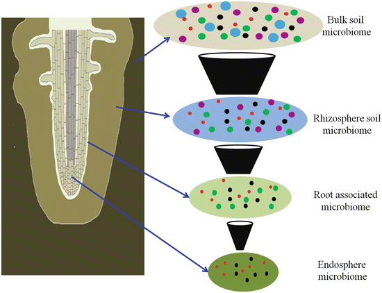 Root Exudates Dominate the Colonization of Pathogen and Plant Growth ...