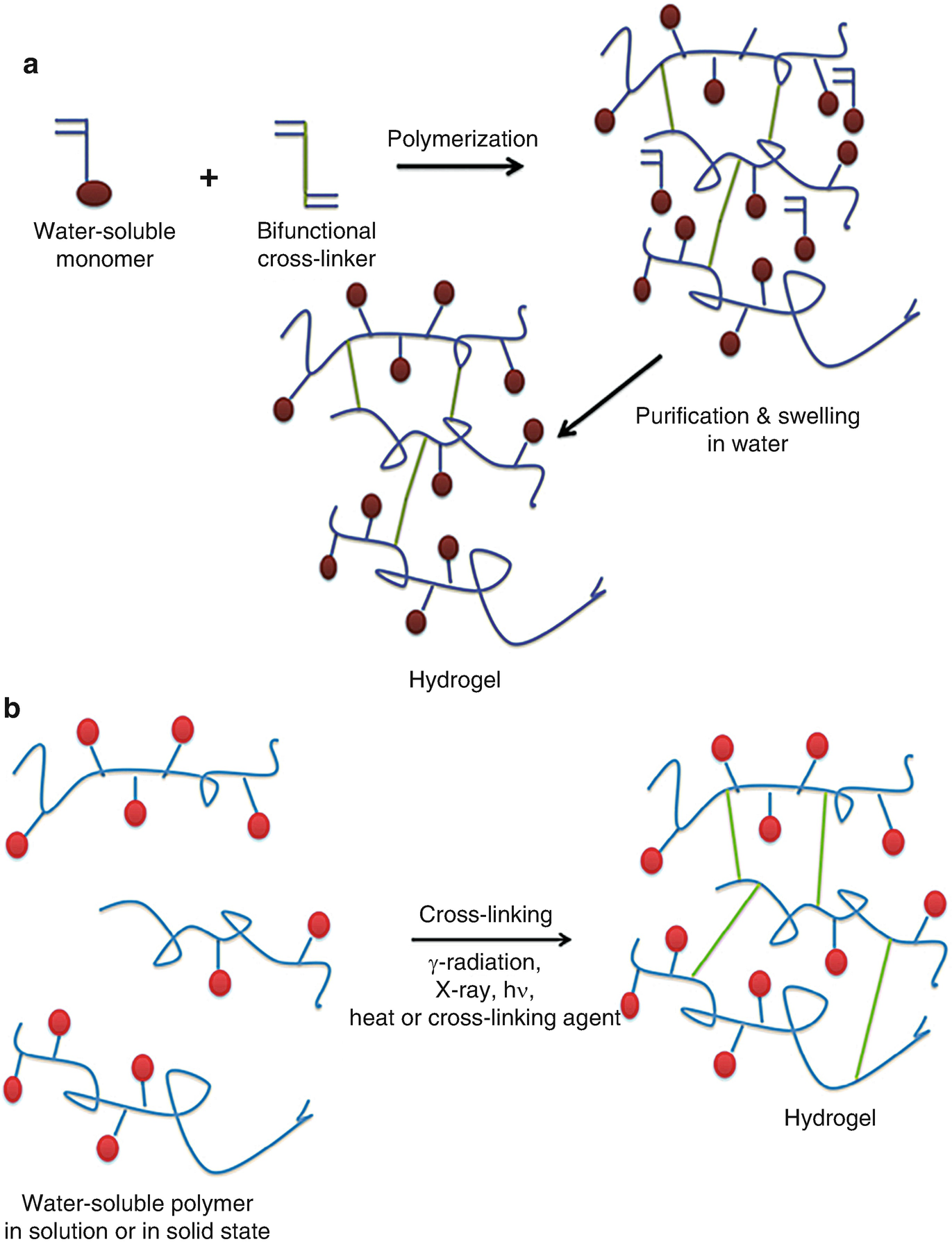 Hydrogel Synthesis Monomers at Susan Jaimes blog