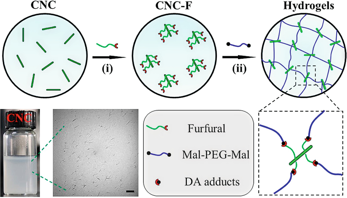 Synthesis of Cellulose-Based Hydrogels: Preparation, Formation, Mixture ...