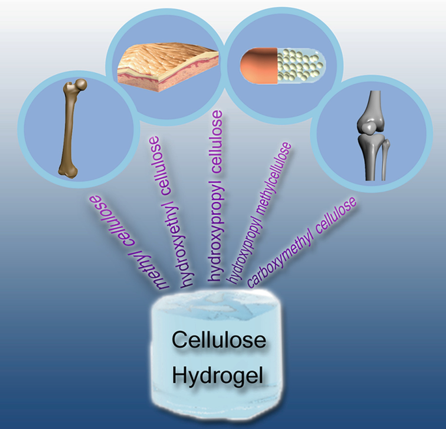 Cellulose-Based Hydrogels as Biomaterials | SpringerLink
