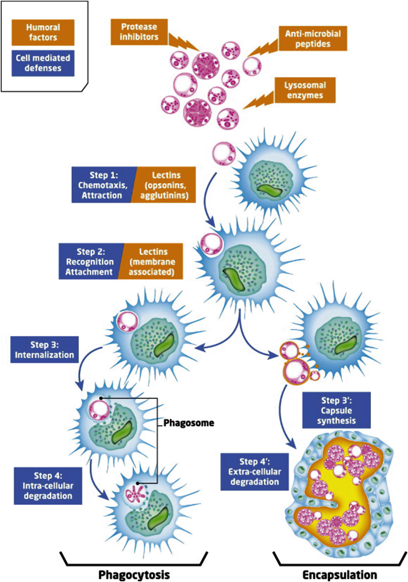 Immunity in Molluscs: Recognition and Effector Mechanisms, with a Focus ...