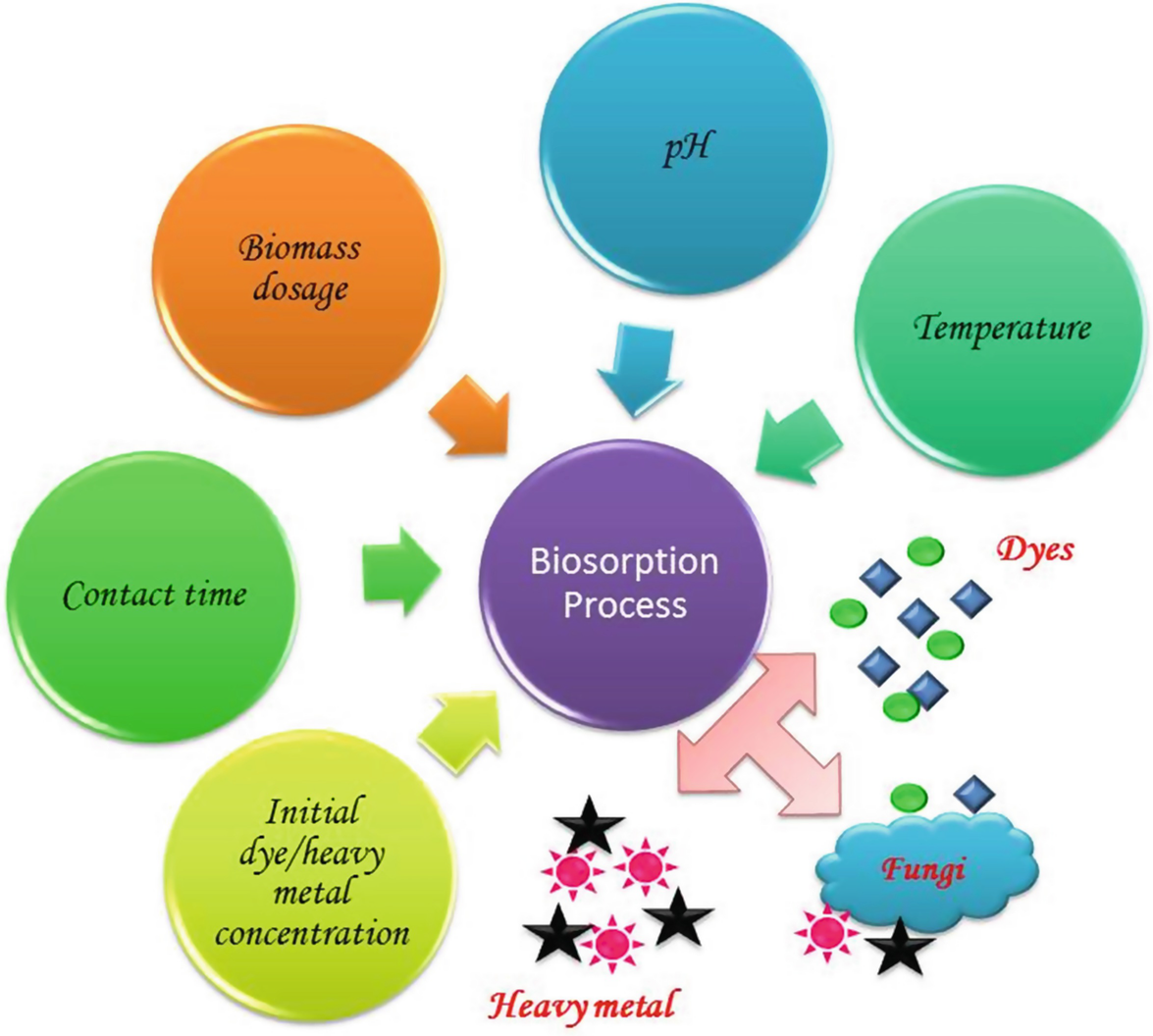 Biosorption of Dye and Heavy Metal Pollutants by Fungal Biomass: A ...