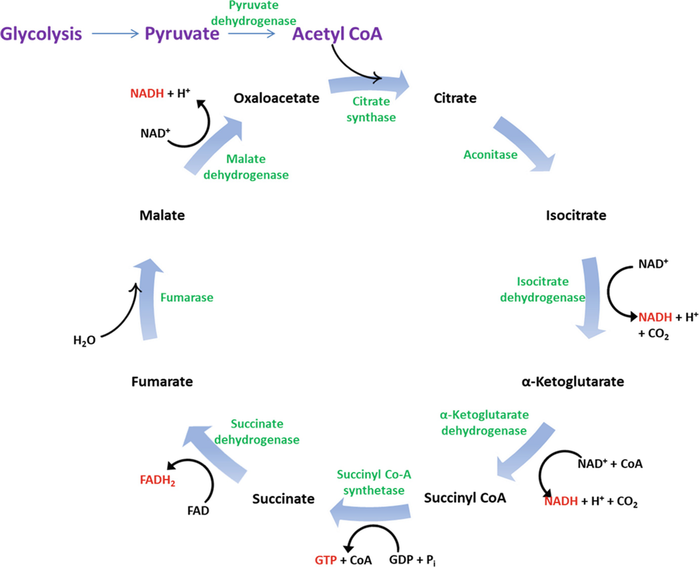Glutamine Metabolism in Cancer | SpringerLink