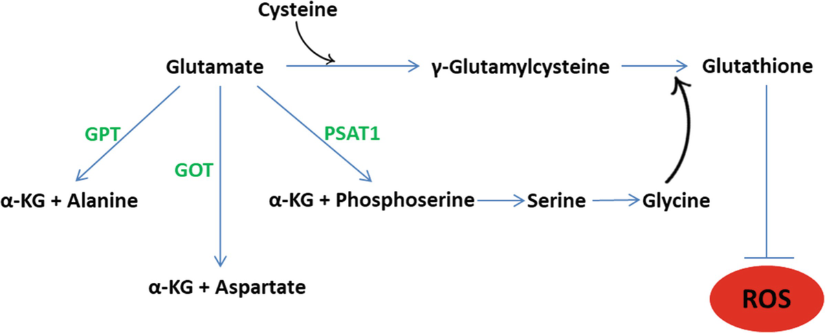 Glutamine Metabolism in Cancer | SpringerLink