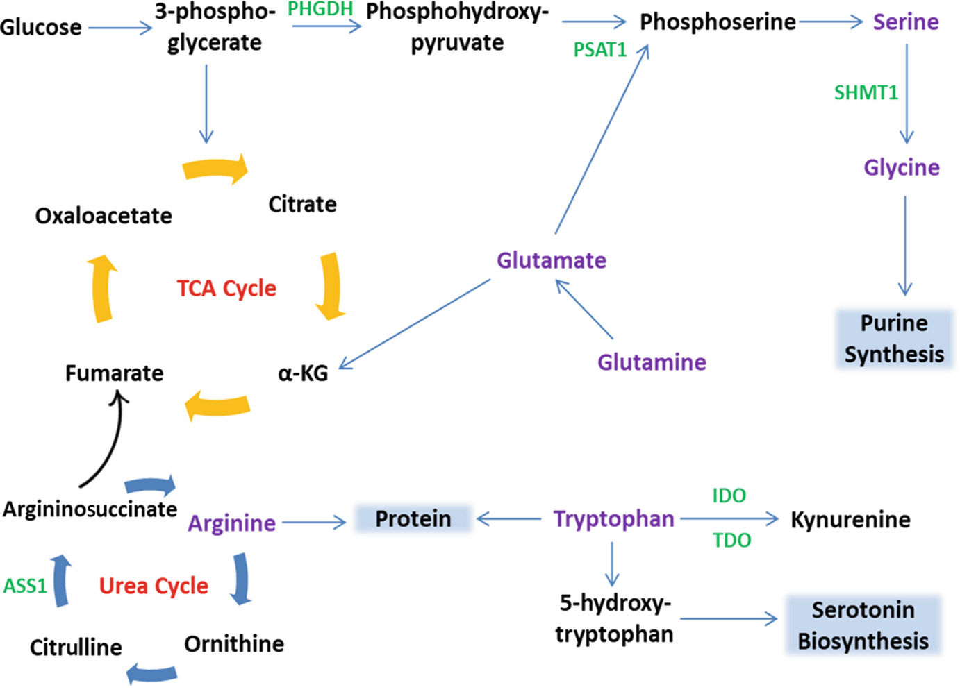 Glutamine Metabolism in Cancer | SpringerLink