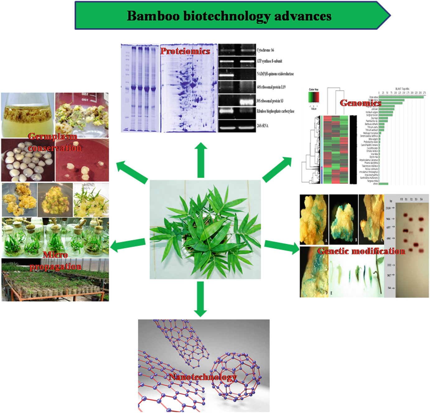 Advances in Bamboo Biotechnology: Present Status and Future Perspective ...