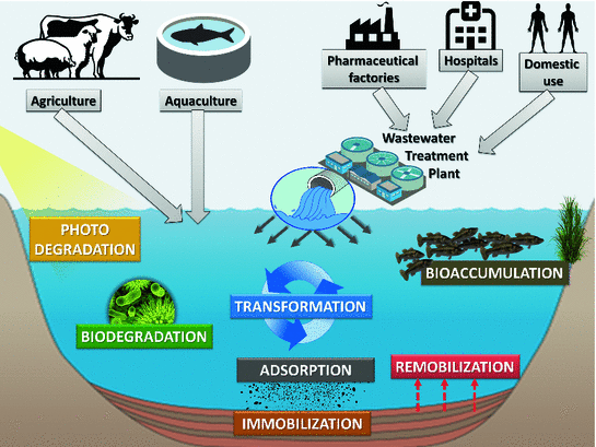 Water and Aquatic Fauna on Drugs: What are the Impacts of ...