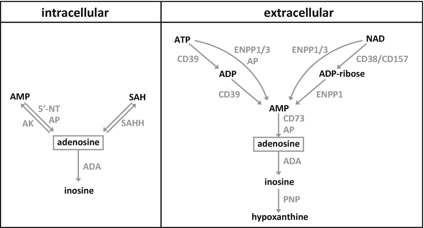 Adenosine Signalling in the Injured Heart | SpringerLink