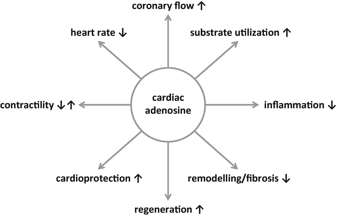 Adenosine Signalling in the Injured Heart | SpringerLink
