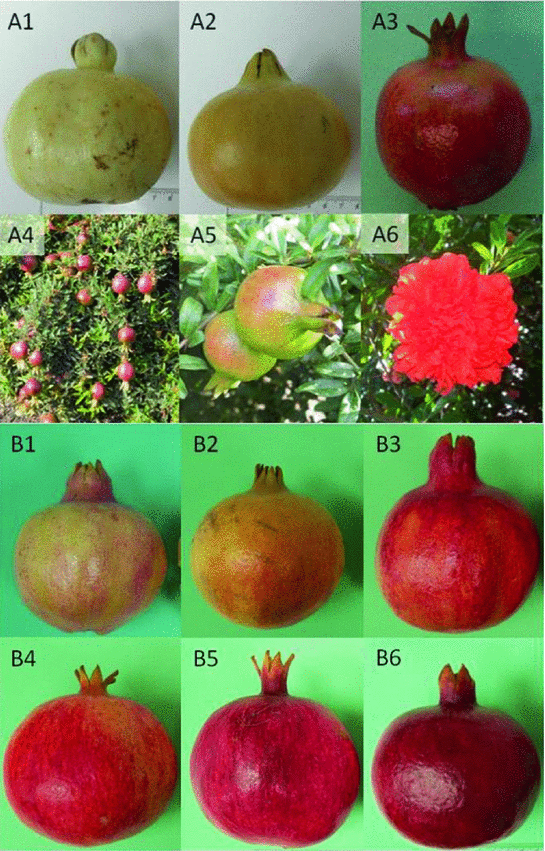 Pomegranate ( Punica Granatum L.) Breeding | SpringerLink
