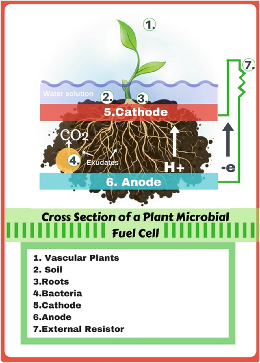 Plant Microbial Fuel Cell Technology: Developments and Limitations | SpringerLink
