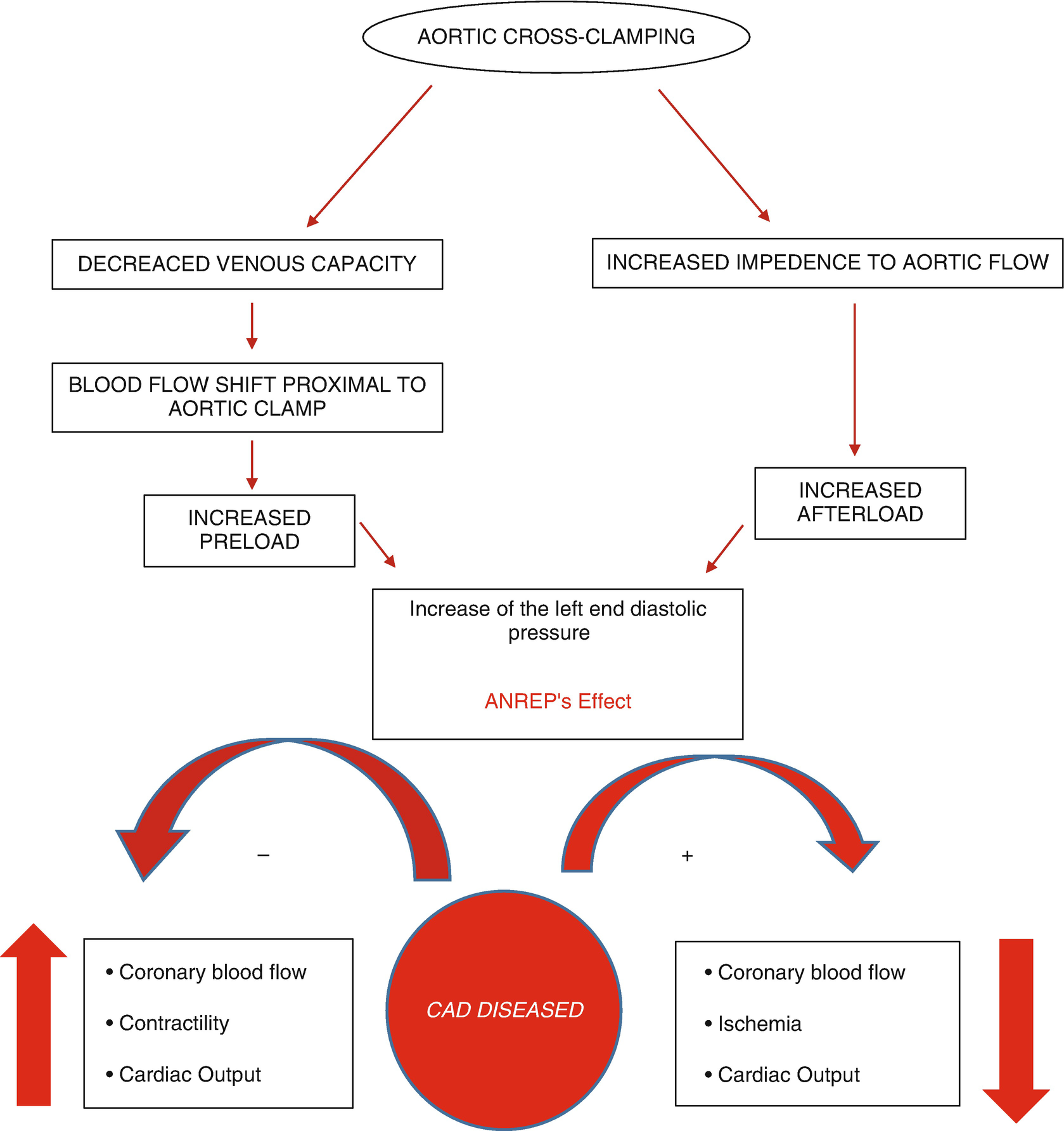 Physiopathology of Intraoperative Visceral Ischemia and ...