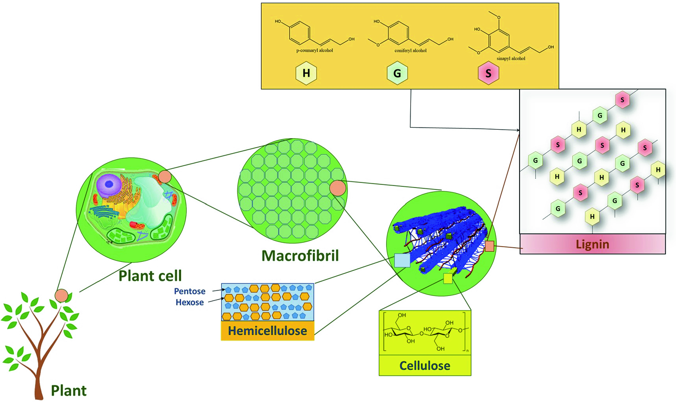 Integrated Lignocellulosic Biorefinery for Sustainable Bio-Based ...