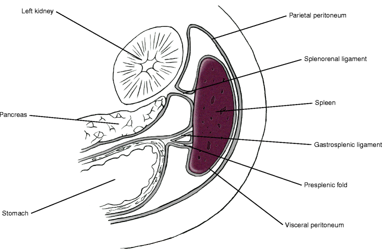 Spleen | SpringerLink