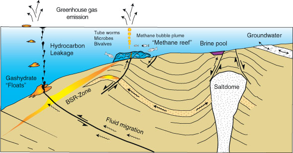 Marine Cold Seeps | SpringerLink