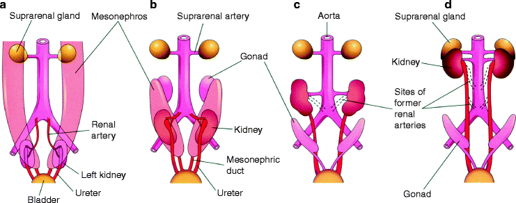 Embryology of the Kidney | SpringerLink