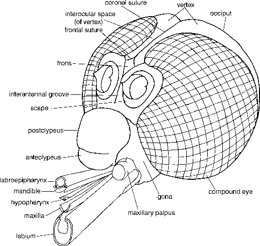 Morphology of Mosquitoes | SpringerLink