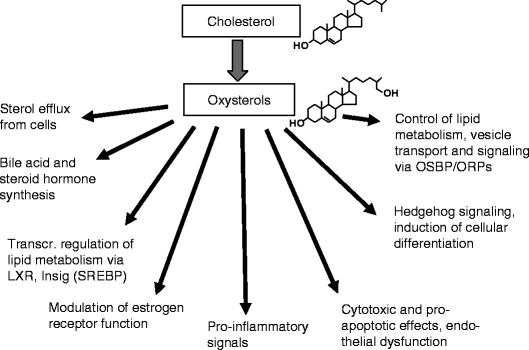 Oxysterols and Oxysterol-Binding Proteins in Cellular Lipid Metabolism | SpringerLink