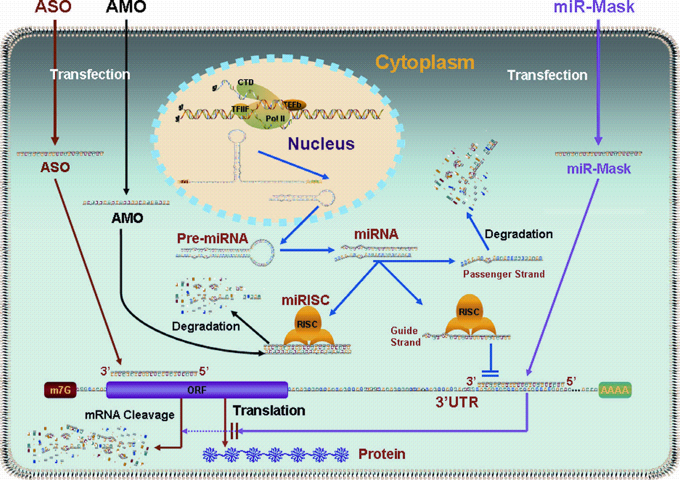 miRNA-Masking Antisense Oligonucleotides Technology | SpringerLink
