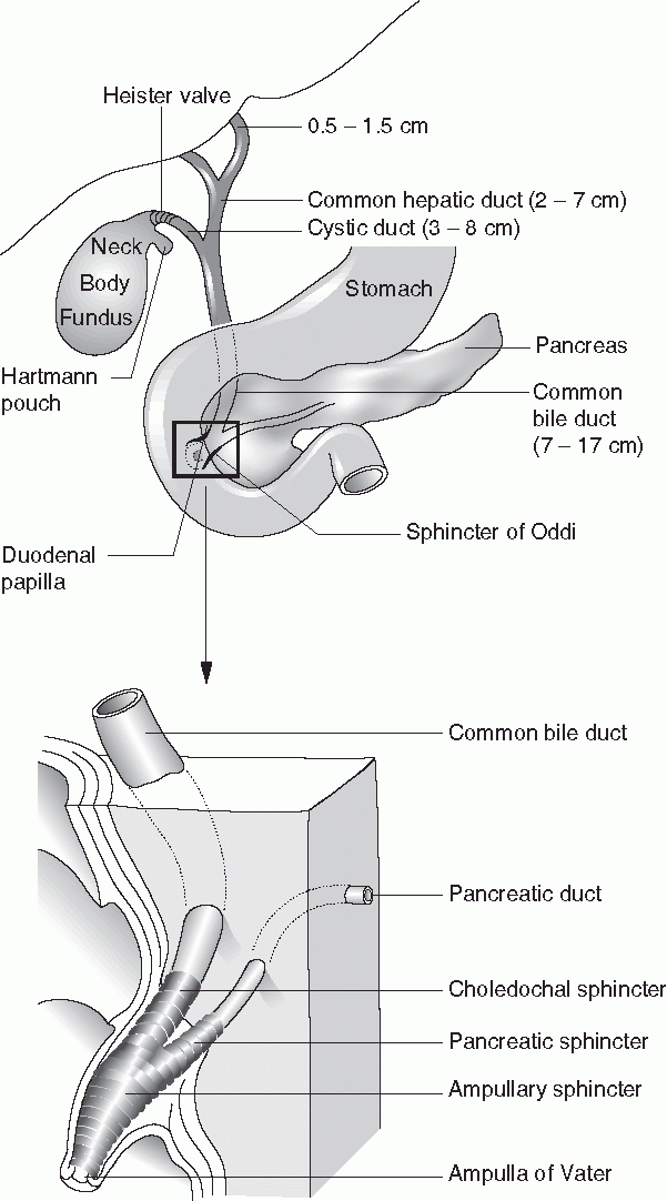 Morphology and Microstructure of the Hepatobiliary System | SpringerLink