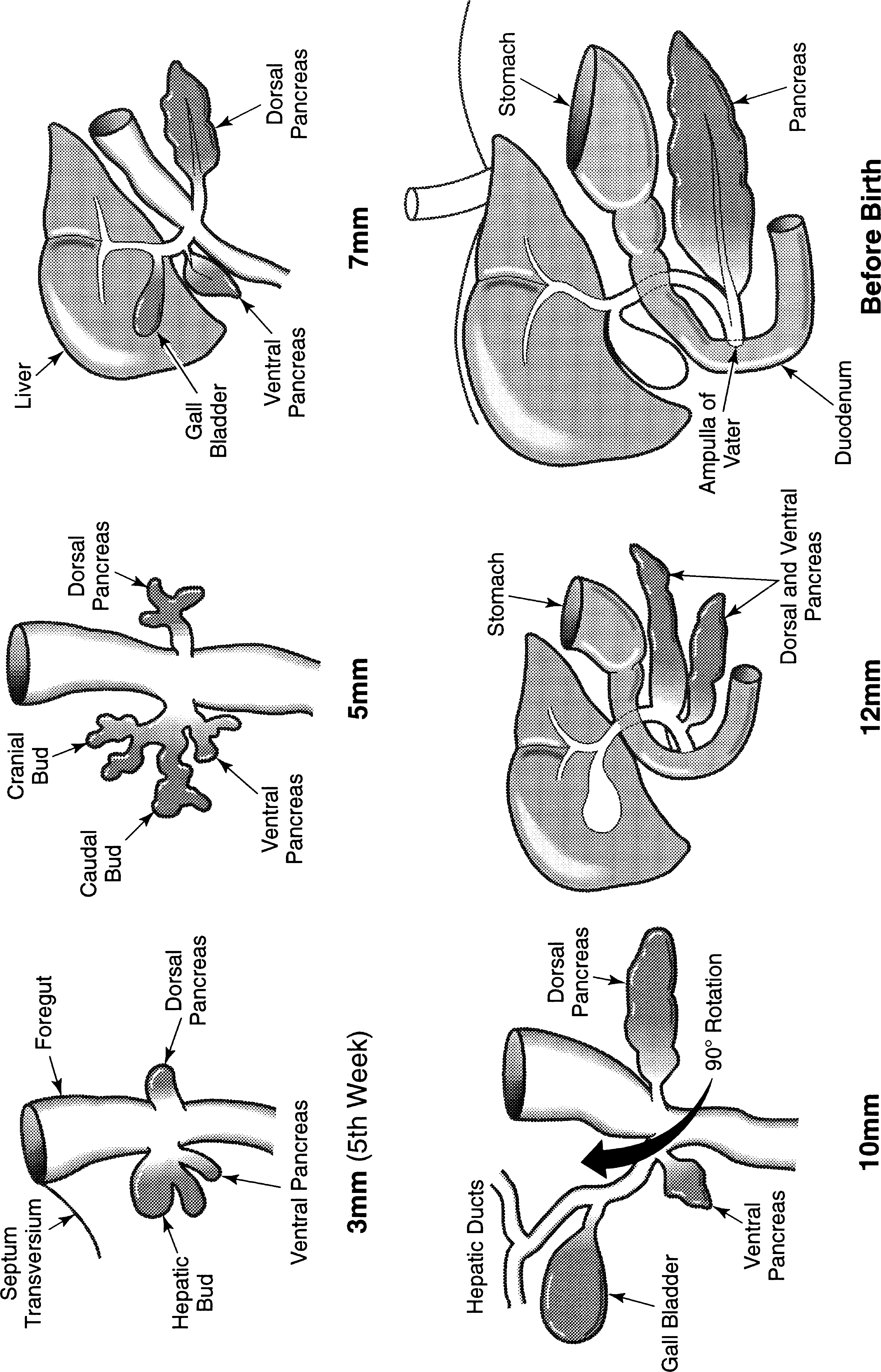 Morphology and Microstructure of the Hepatobiliary System | SpringerLink