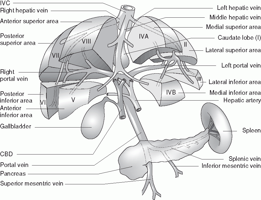 Morphology and Microstructure of the Hepatobiliary System | SpringerLink