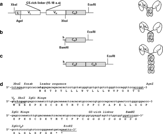 Generation of Single-Chain Fv Fragments and Multivalent Derivatives ...