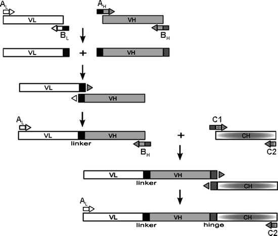 Generation of Single-Chain Fv Fragments and Multivalent Derivatives ...