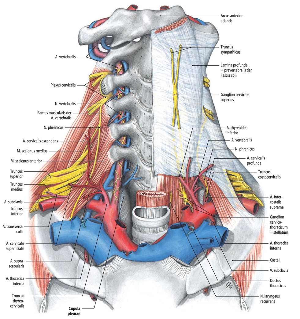 Anatomie der Gefäße und operative Zugangswege | SpringerLink