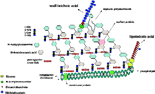 Structure, Biosynthesis, and Function of Teichoic Acids and Related ...